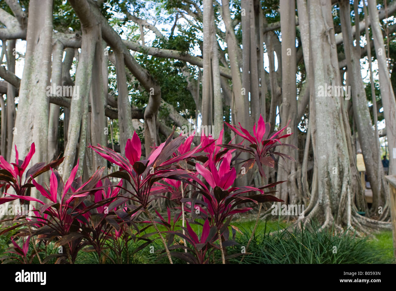 Banyan Trees and Canna Flowers Stock Photo - Alamy