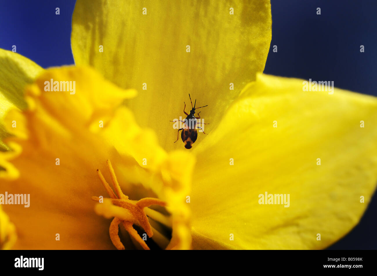 Insect and daffodil hi-res stock photography and images - Alamy
