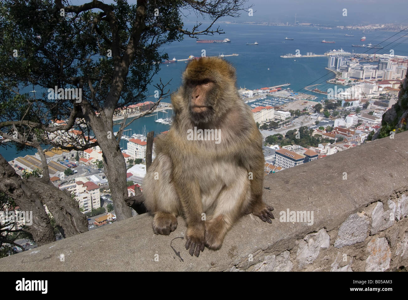 Gibraltar monkey,British Colonial Stock Photo - Alamy