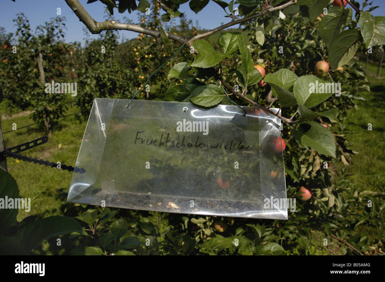 Fruit tree tortrix hi-res stock photography and images - Alamy