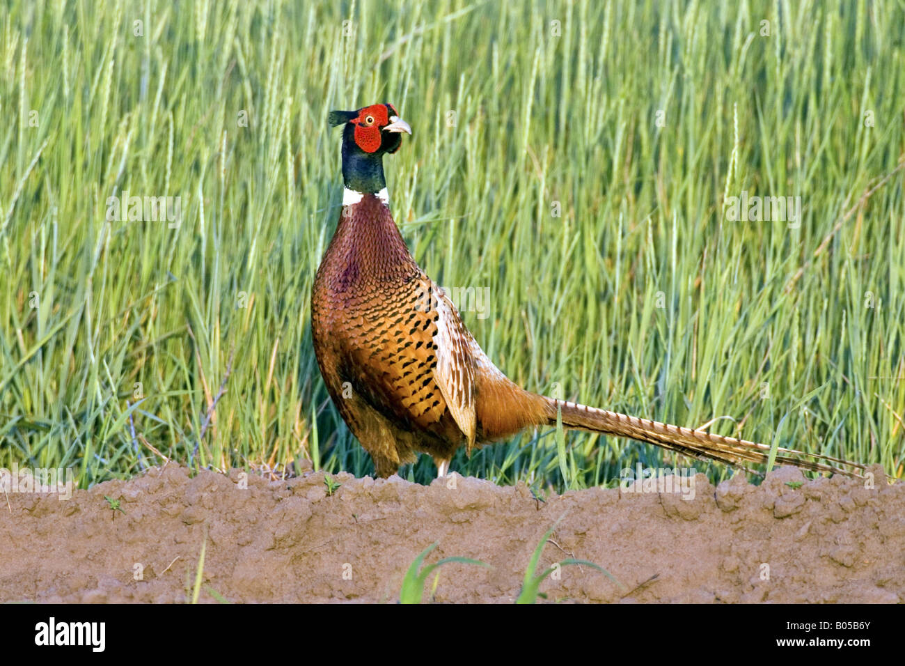 common pheasant, Caucasus Pheasant, Caucasian Pheasant (Phasianus ...