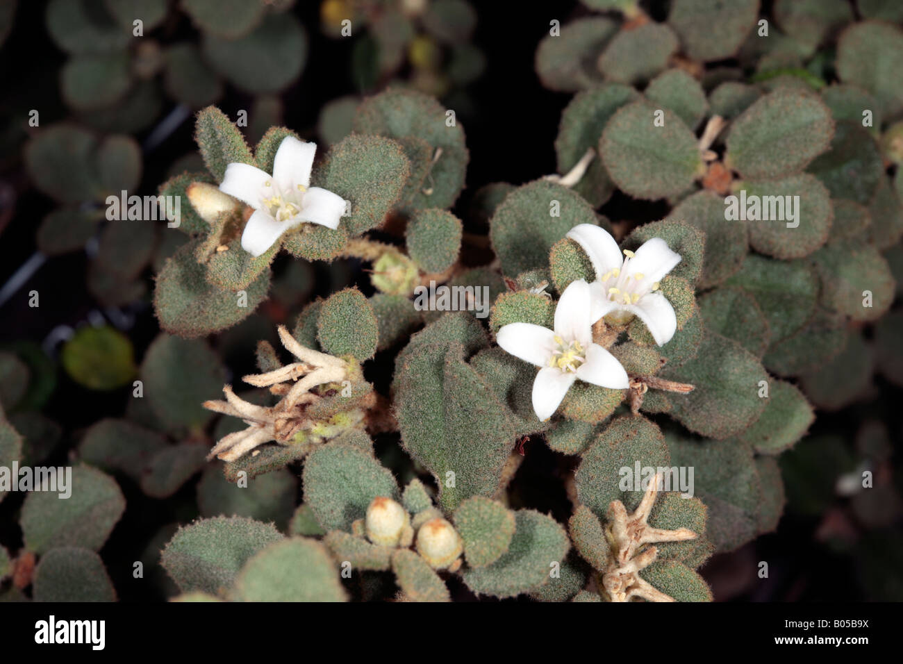 Correas hi-res stock photography and images - Alamy