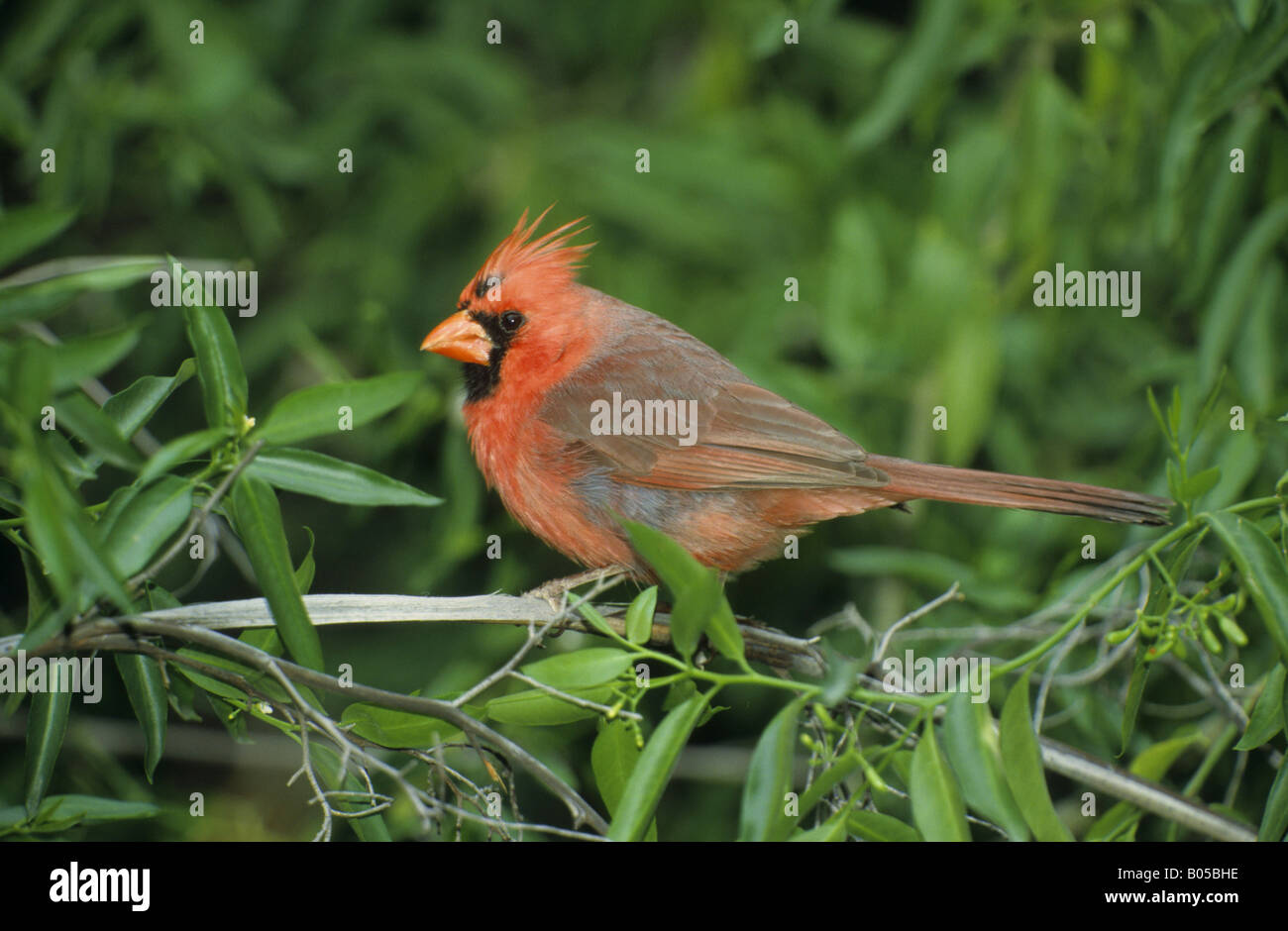 common cardinal (Cardinalis cardinalis), sitting on a twig, USA Stock ...