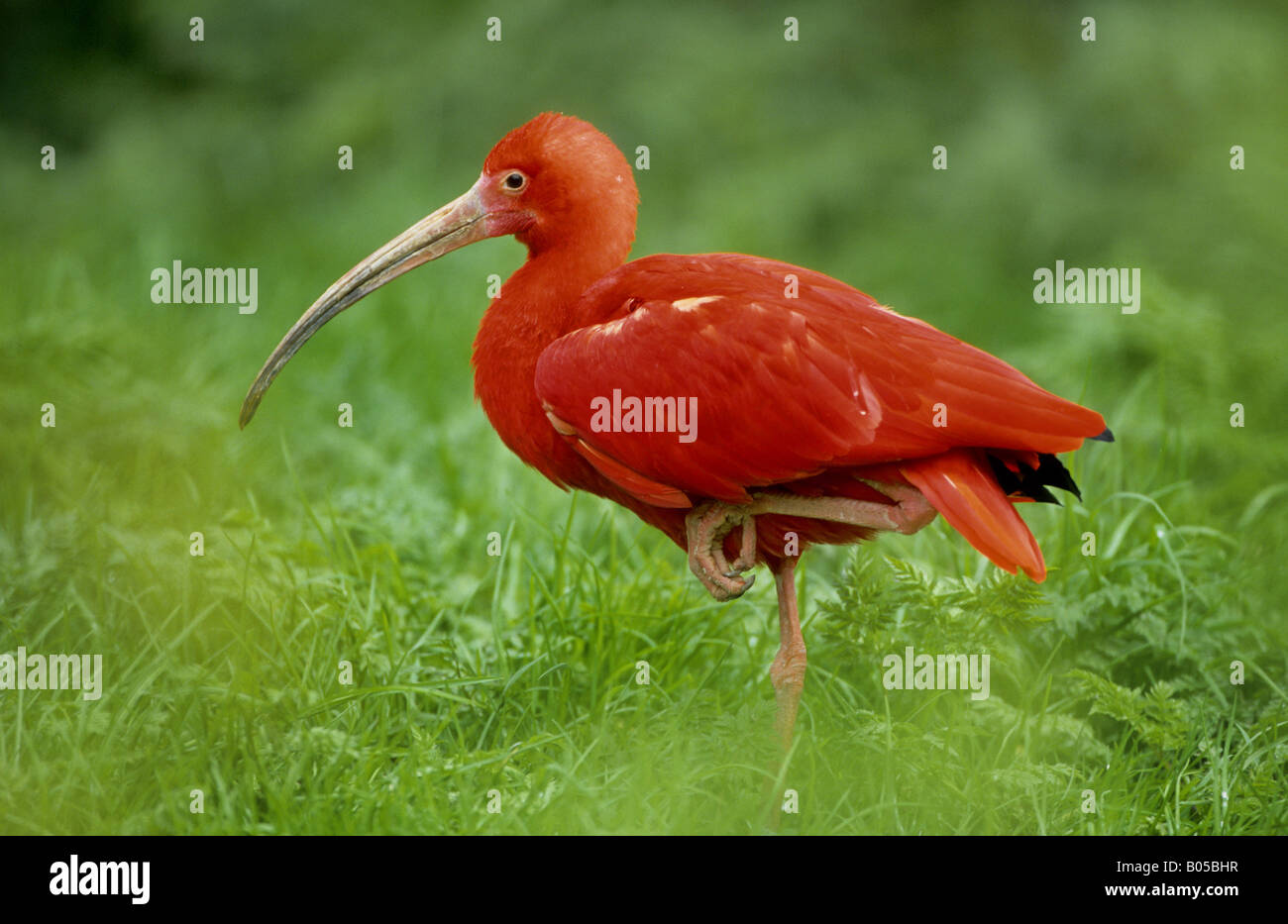 Scarlet ibis standing on one hi-res stock photography and images - Alamy