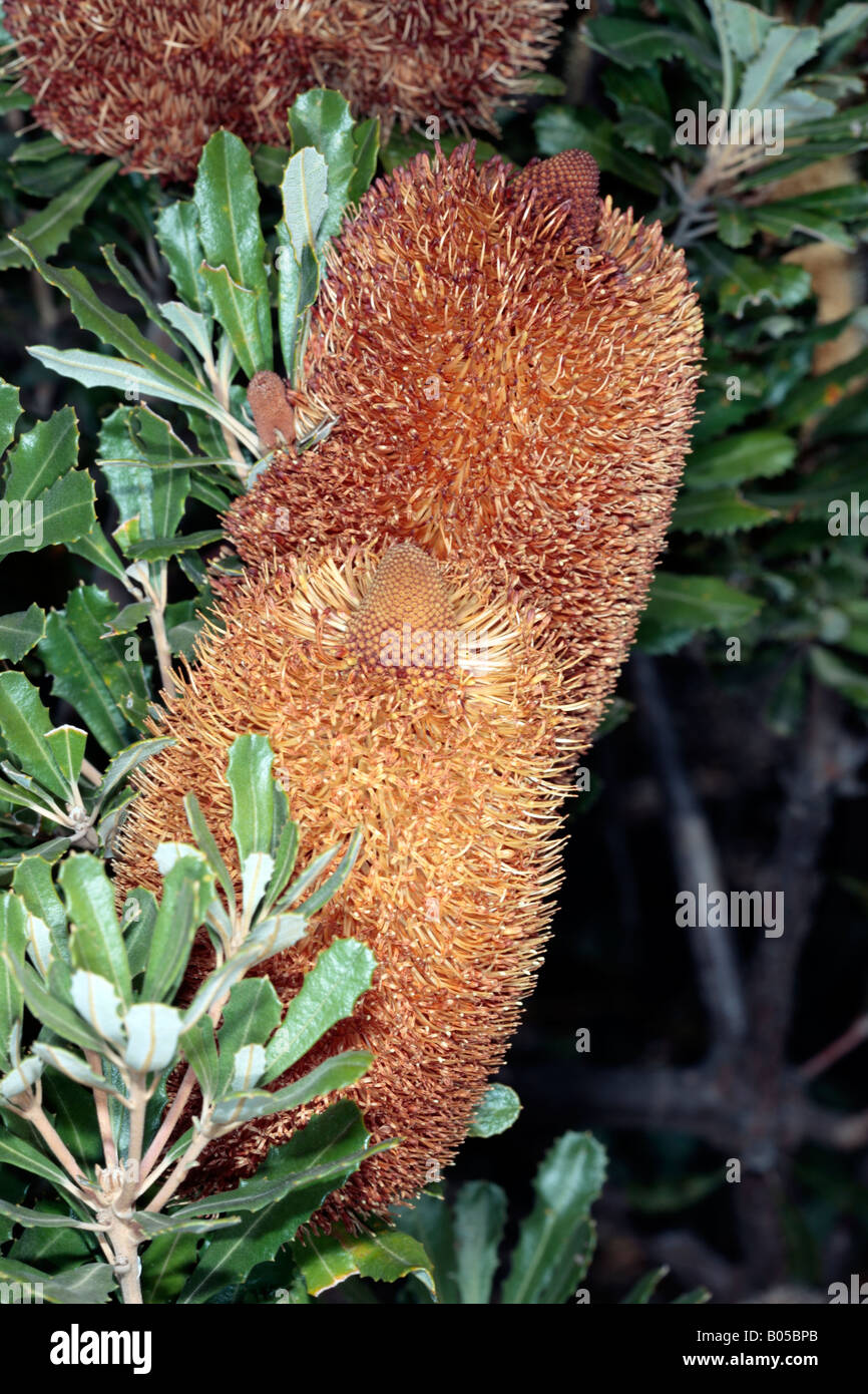 Banksia banksias shrub shrubs hi-res stock photography and images - Alamy
