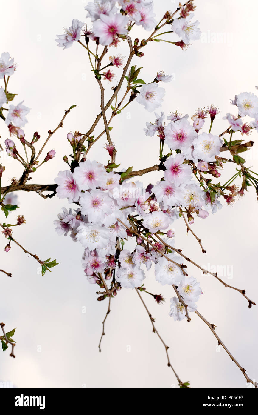 Hi key hi-res stock photography and images - Alamy