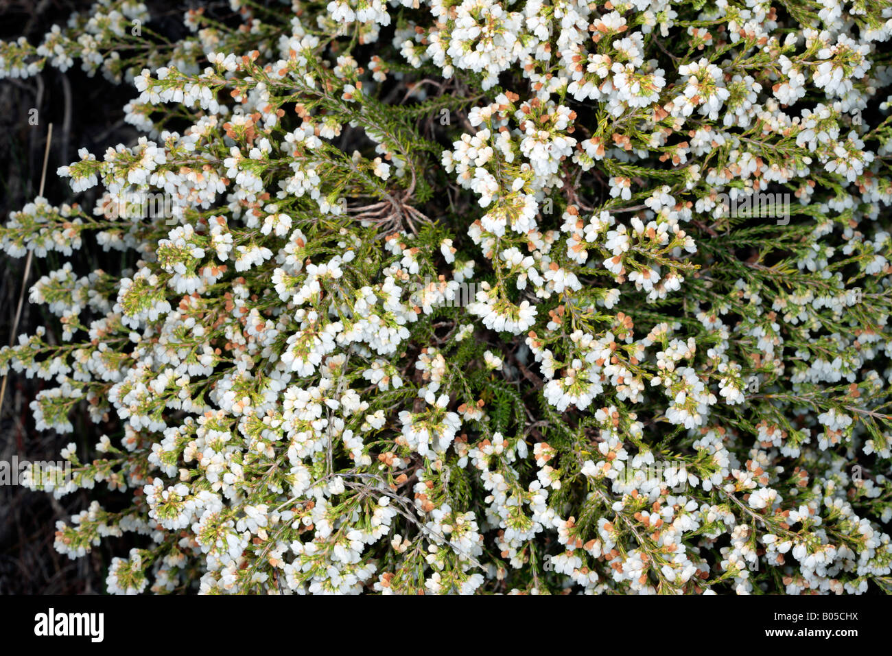 Erica flowers - Family Ericaceae Stock Photo - Alamy