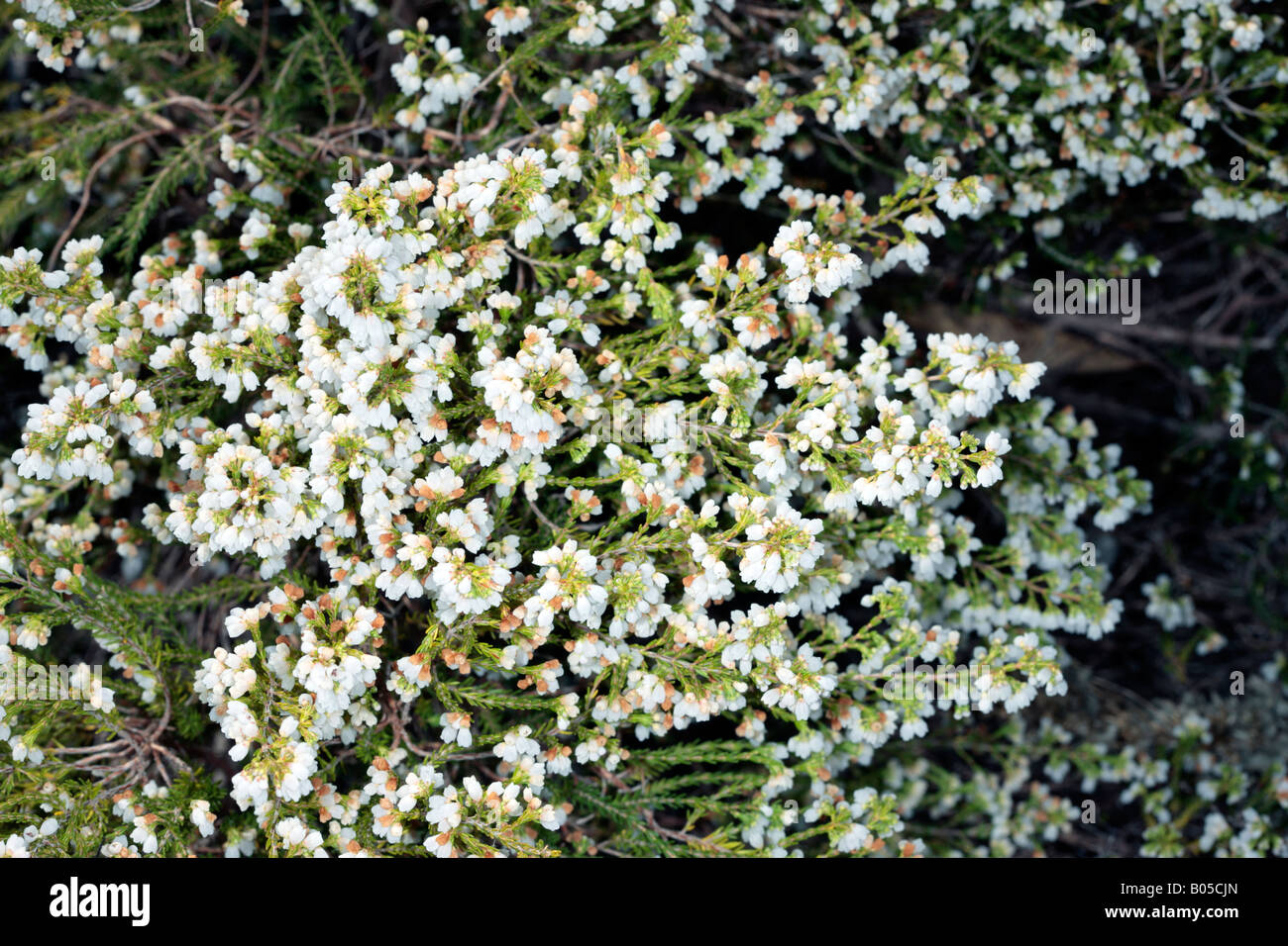 Erica flowers - Family Ericaceae Stock Photo - Alamy