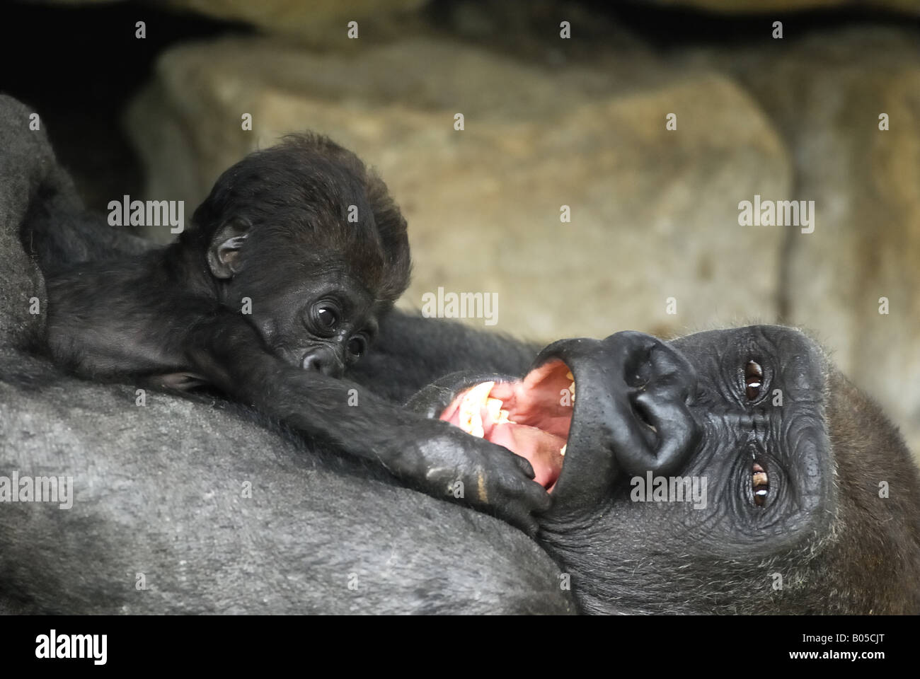 Gorilla Open Mouth High Resolution Stock Photography and Images - Alamy