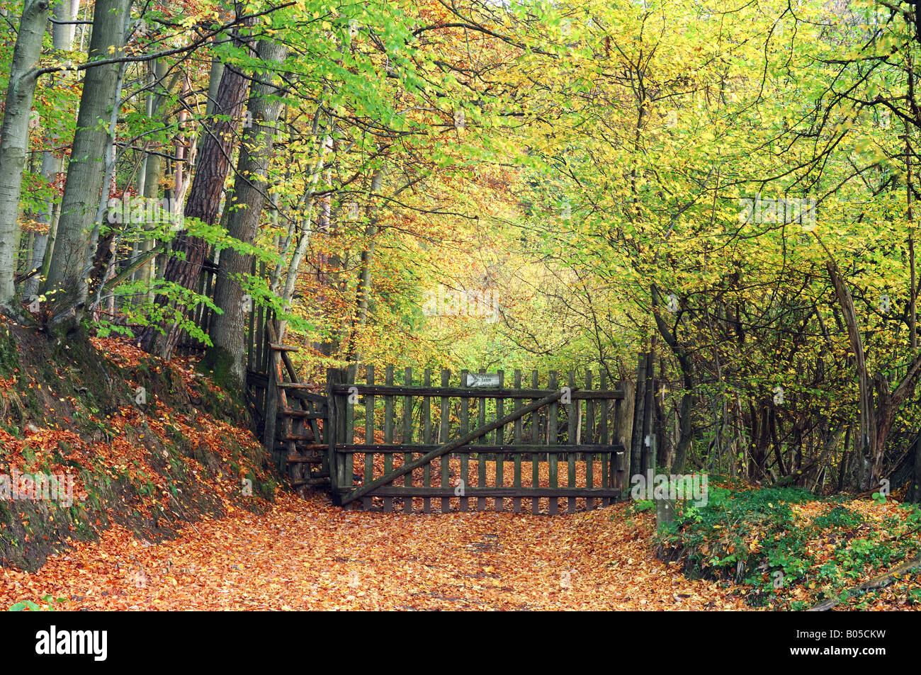 wooden gate at a forest path in a beech forest at autumn, Germany ...
