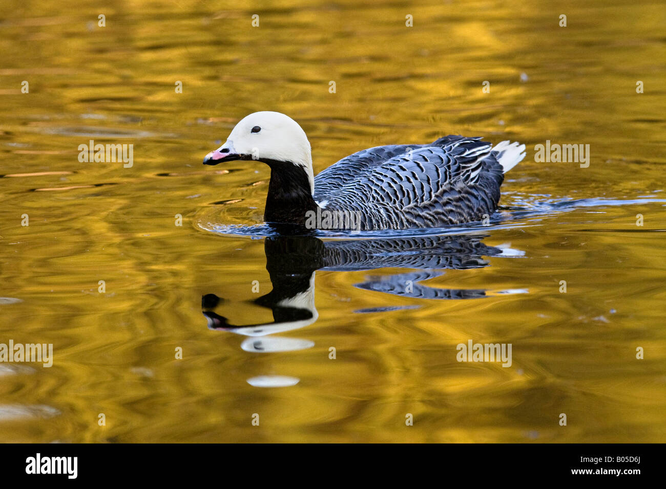 empeor goose (Anser canagicus), swimming at evening light, Germany ...