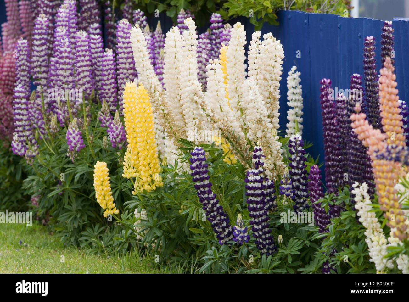 South American Lupin High Resolution Stock Photography and Images - Alamy