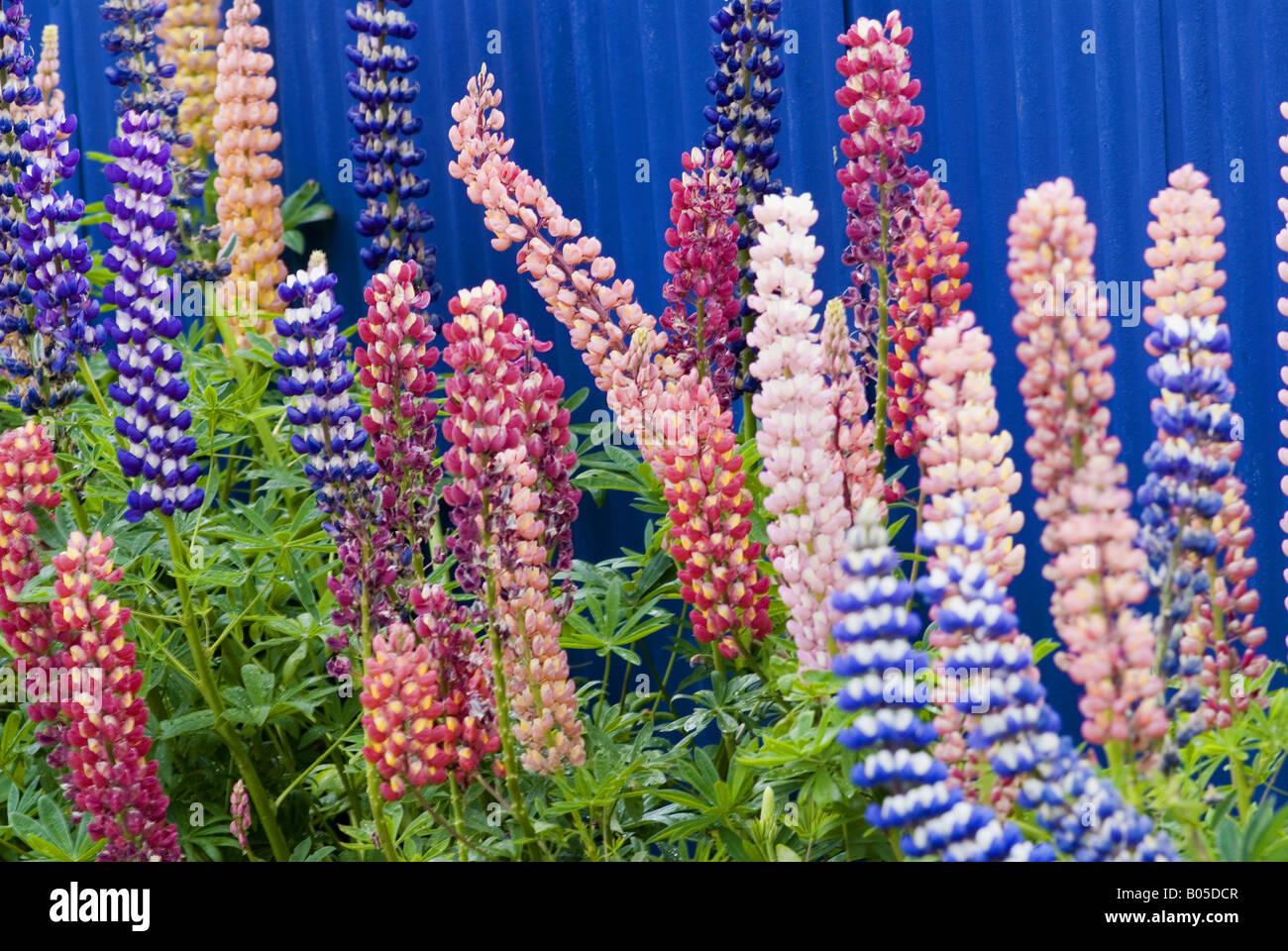 South American Lupin High Resolution Stock Photography and Images - Alamy