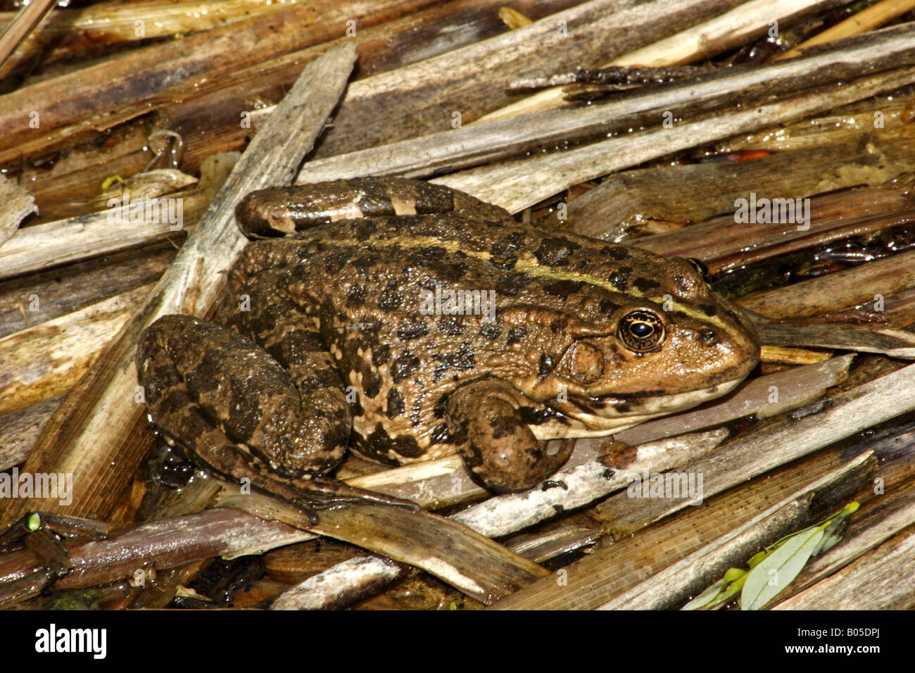 European edible frog, common edible frog (Rana kl. esculenta, Rana ...