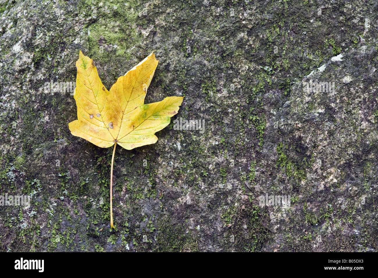 Eastern sycamore tree hi-res stock photography and images - Alamy