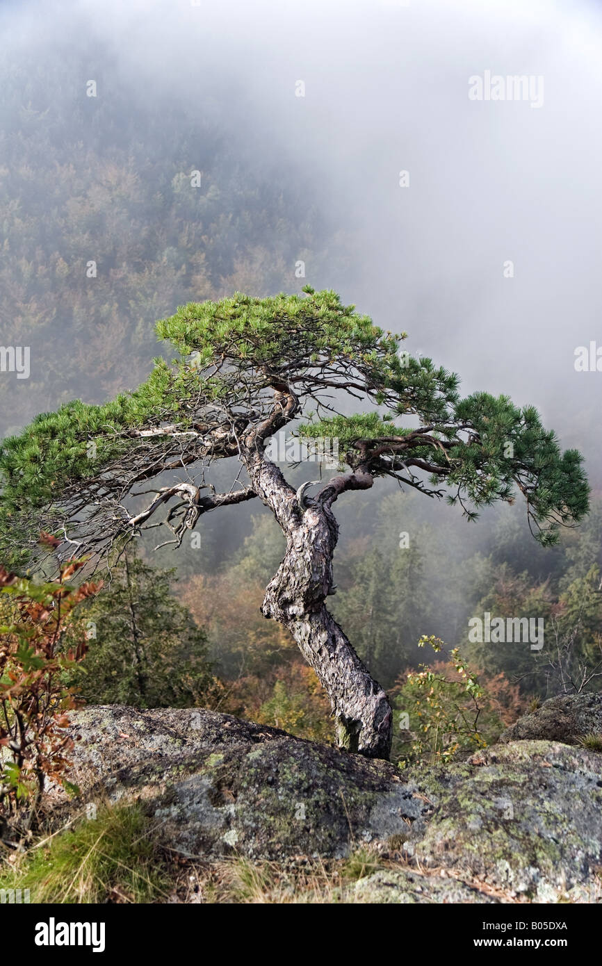 Scotch pine, scots pine (Pinus sylvestris), pine and fog, Germany ...