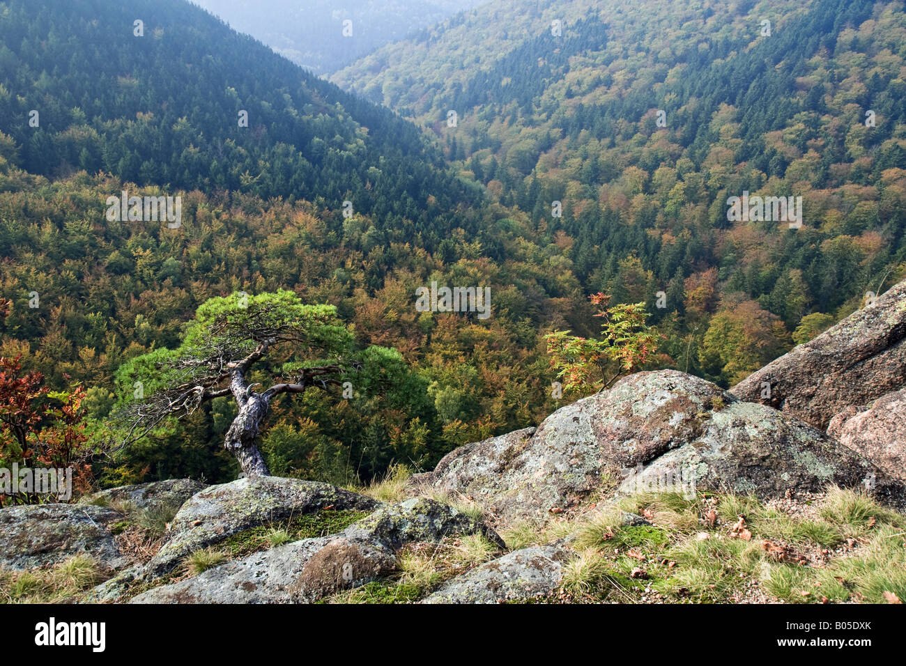 Scotch pine, scots pine (Pinus sylvestris), Ilsetahl view from ...