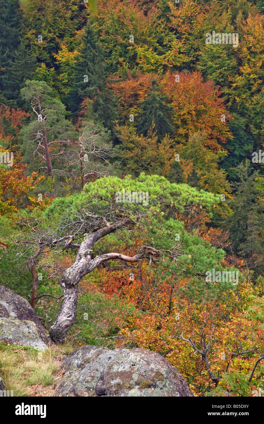 Scotch pine, scots pine (Pinus sylvestris), pine with mixed forest ...