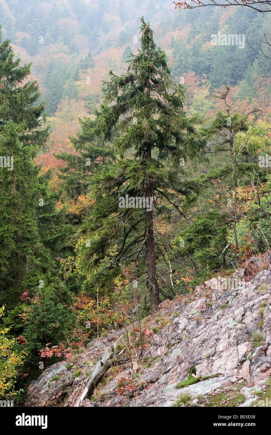 Norway spruce (Picea abies), spruce on the rock, Germany, Saxony-Anhalt ...