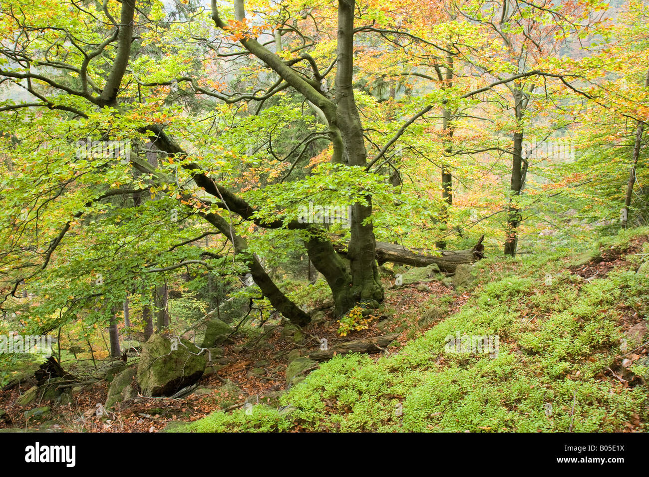 common beech (Fagus sylvatica), slope with beech wood, Germany, Saxony ...