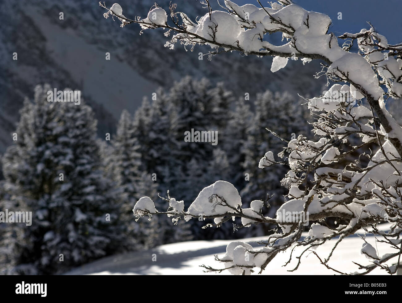 Beautiful winter landscape tree hi-res stock photography and images - Alamy