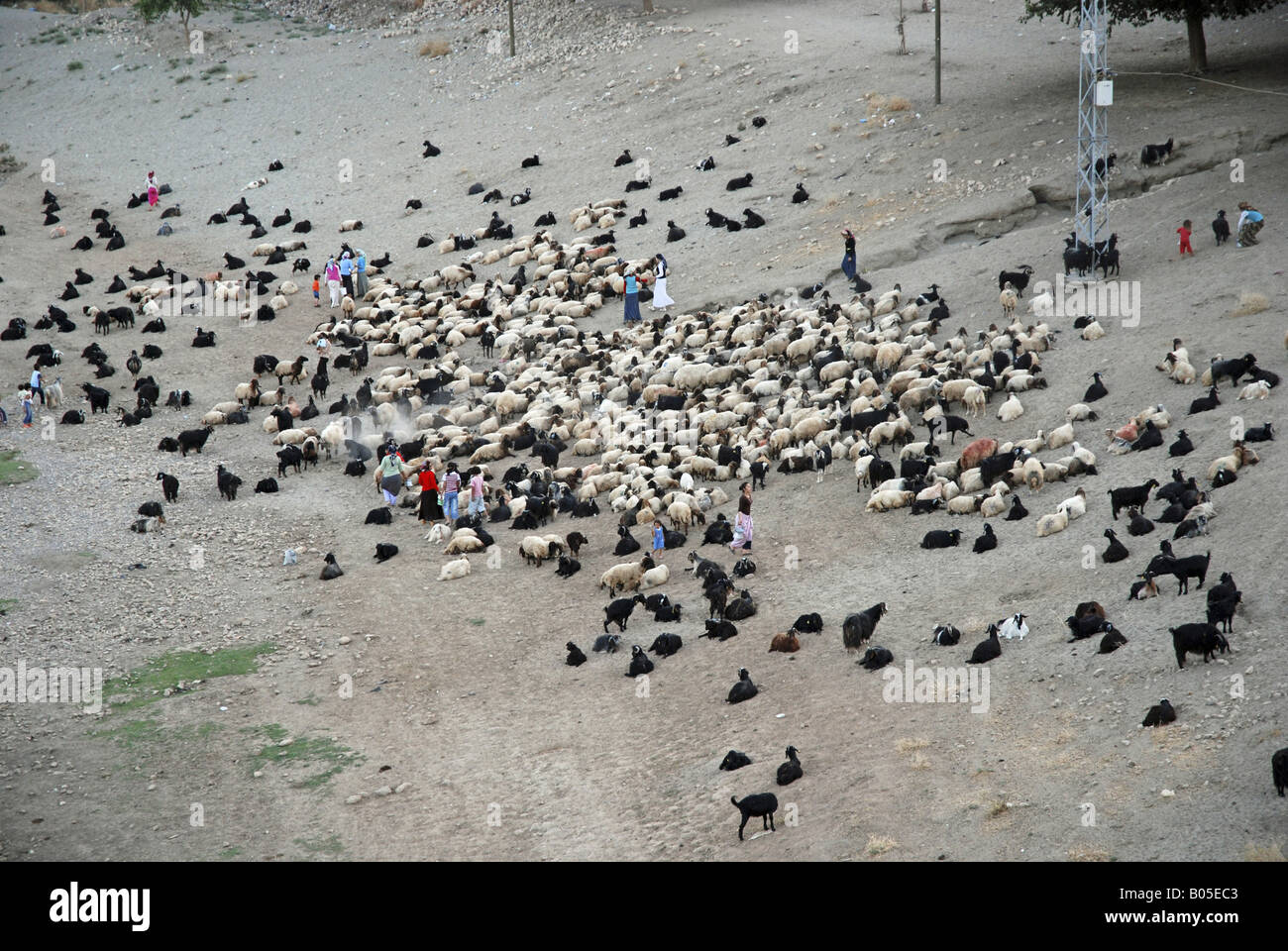 sheeps and goats herd, Turkey, Anatolia, South East Anatolia, Hasankeyf ...