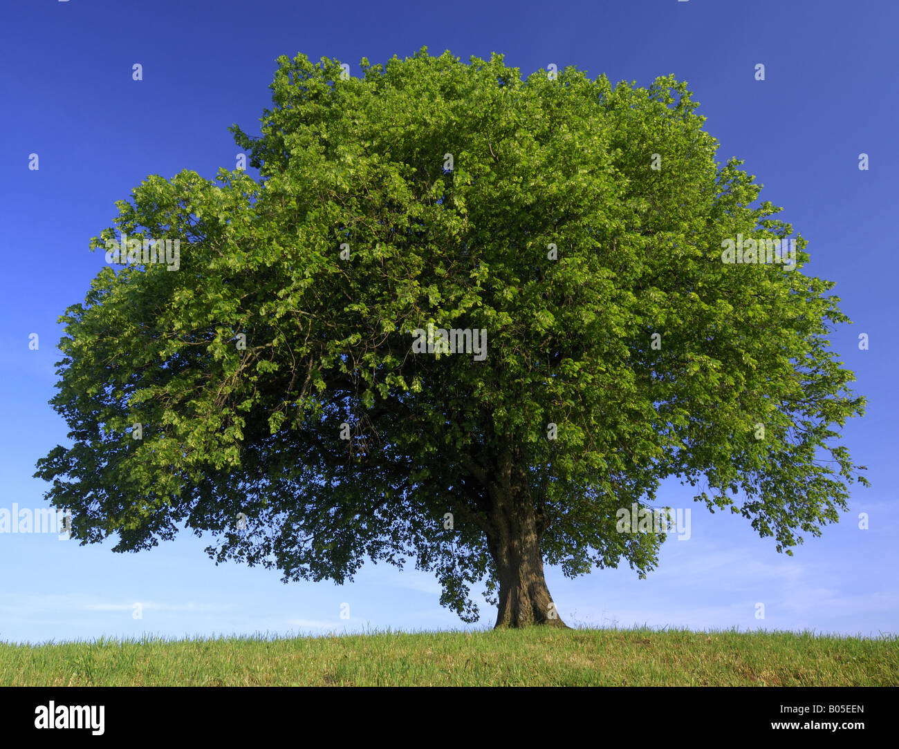 large-leaved lime, lime tree (Tilia platyphyllos), single tree on a ...