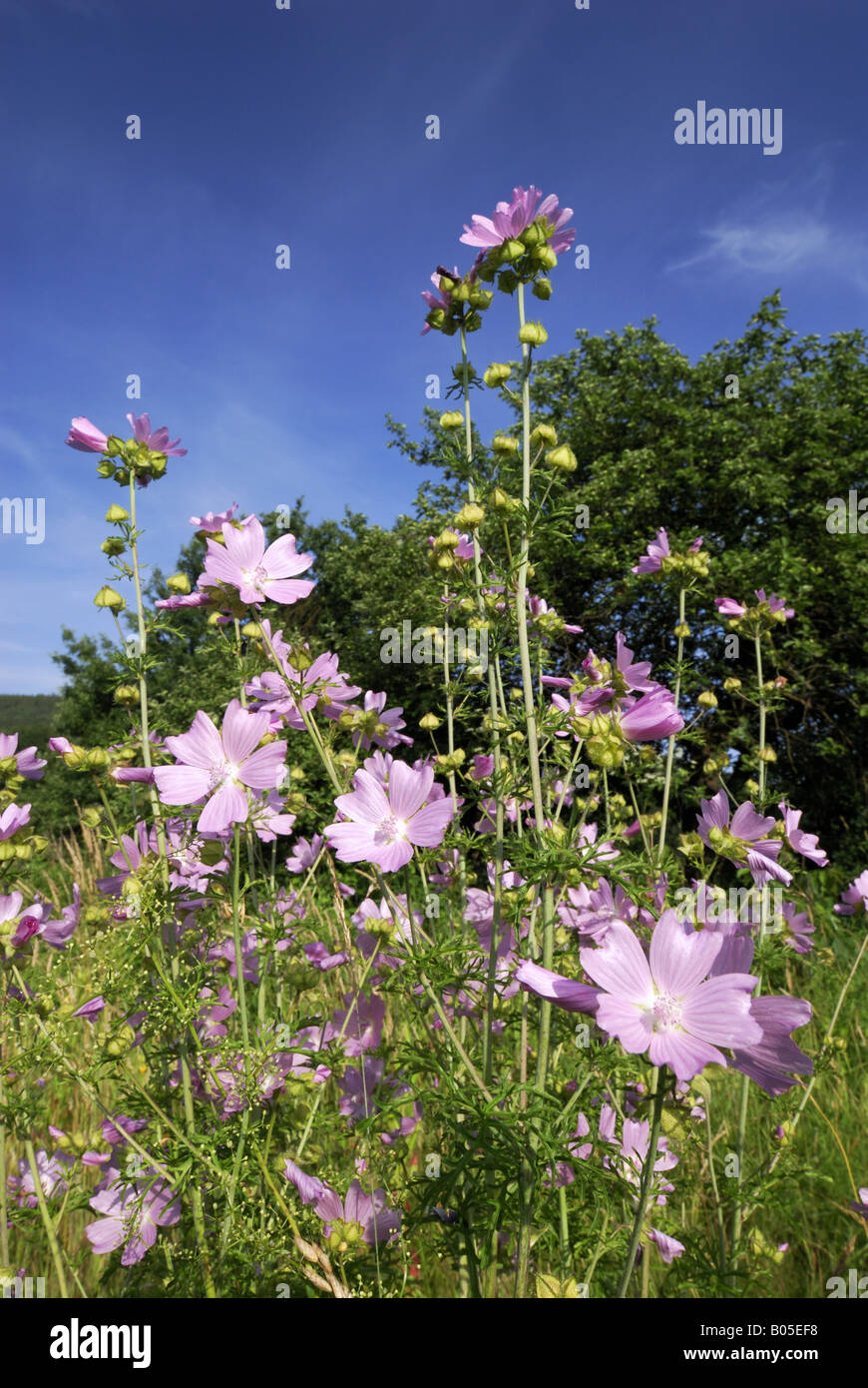 Musk cheeseweed malva moschata hi-res stock photography and images - Alamy