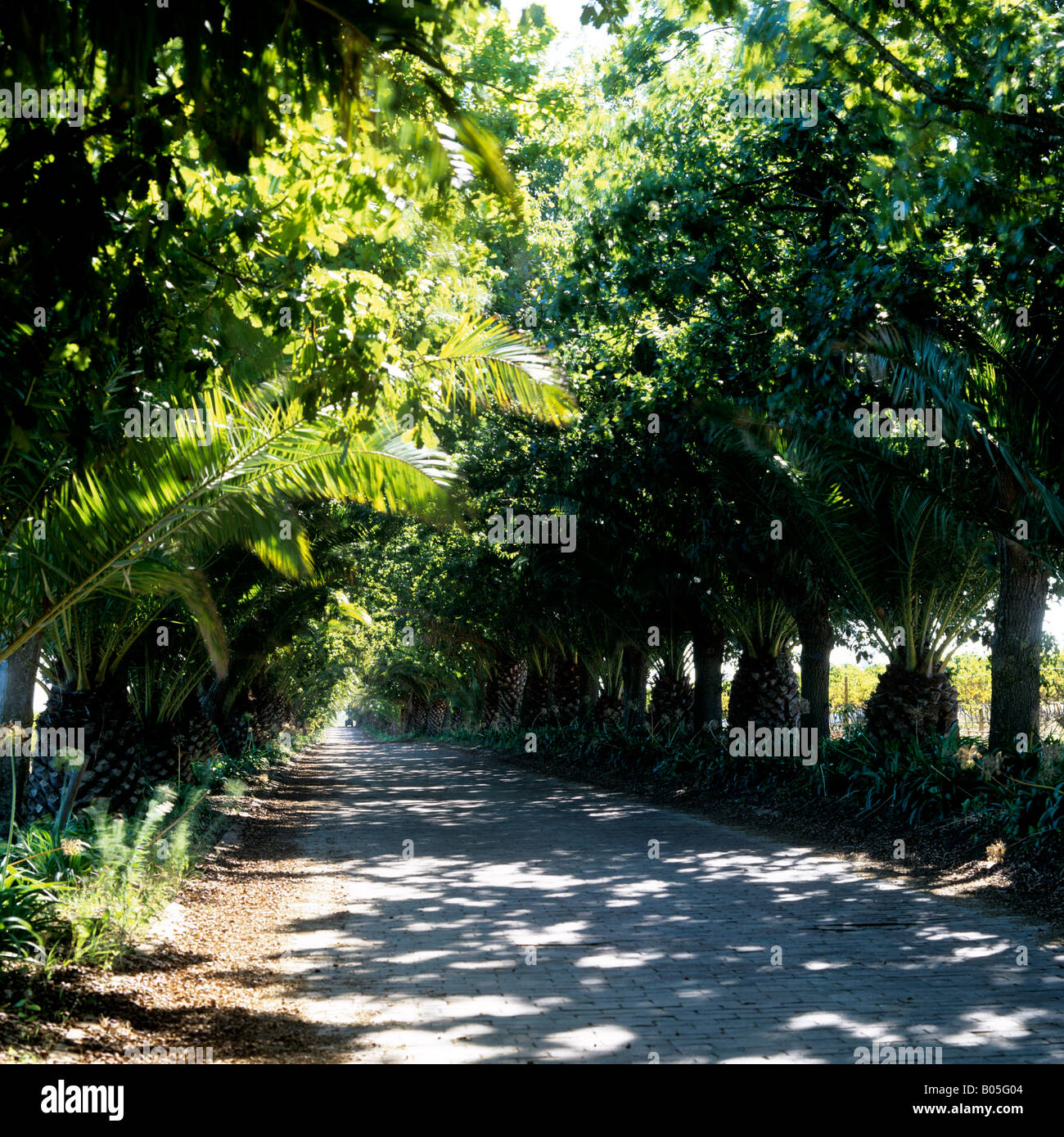 Tree lined driveway to South African homestead Stock Photo - Alamy