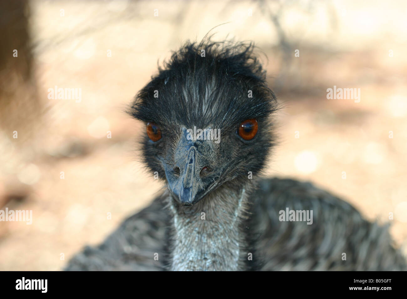 Alice young hi-res stock photography and images - Alamy