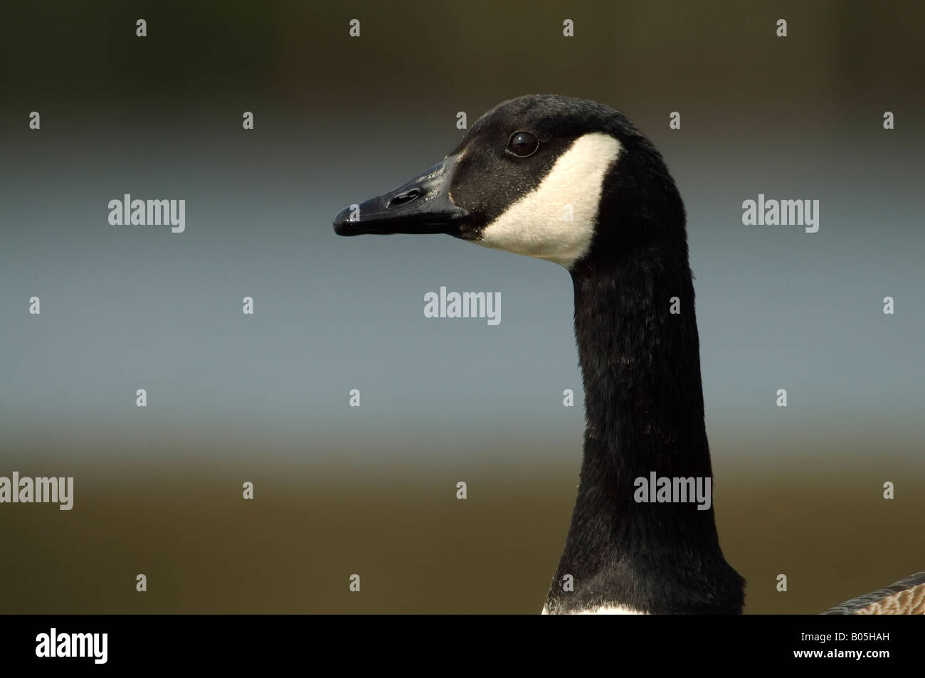 Avifauna natural history hi-res stock photography and images - Alamy