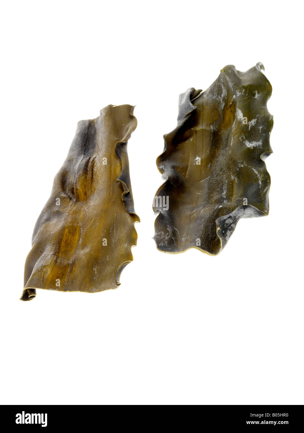 Fresh seaweed Cut Out Stock Images & Pictures - Alamy