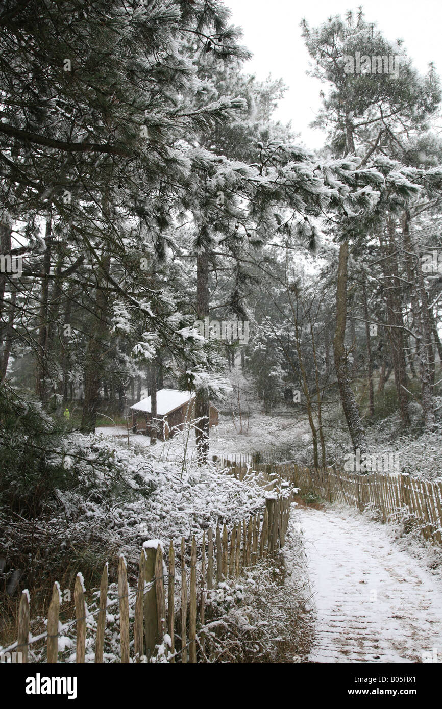 Snowy Pathway through the Pines Stock Photo - Alamy