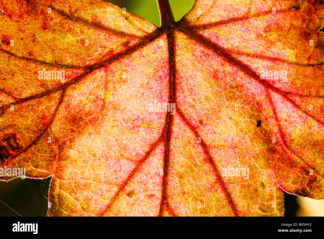 Leaf vains hi-res stock photography and images - Alamy