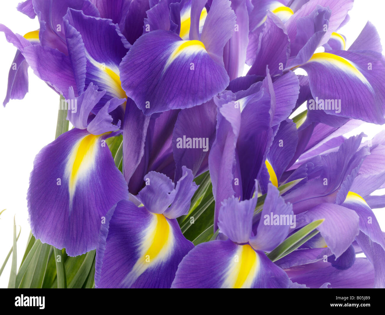 Bunch Or Bouquet Of Blue Iris Flowers Against A White Background With ...