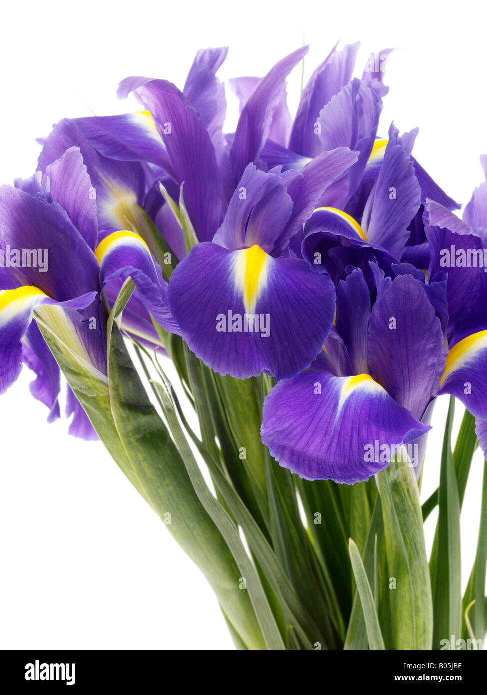 Bunch Or Bouquet Of Blue Iris Flowers Against A White Background With ...