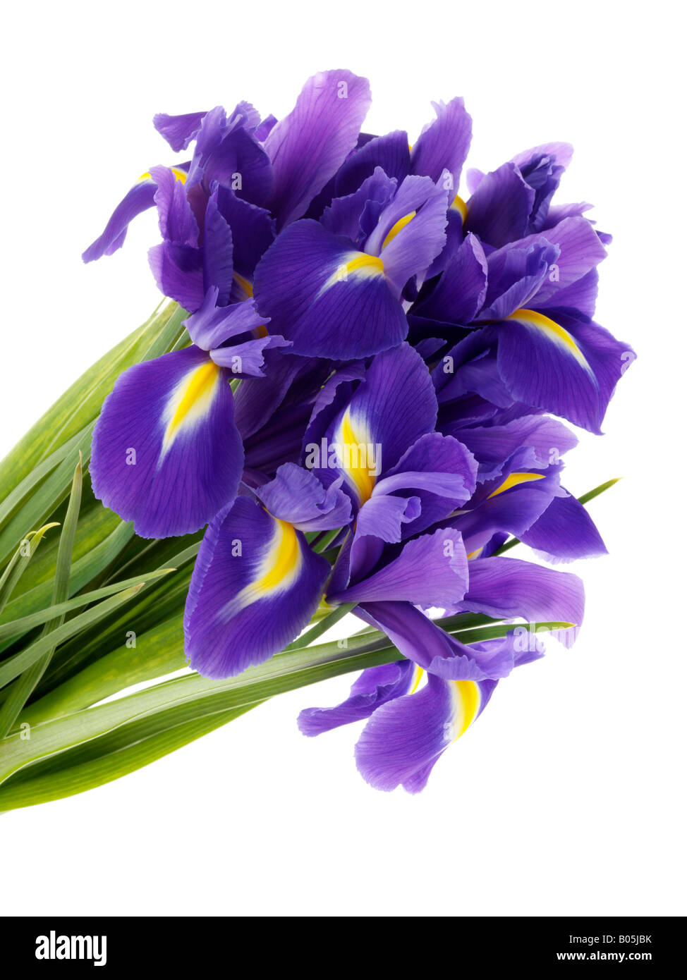 Bunch Or Bouquet Of Blue Iris Flowers Against A White Background With ...