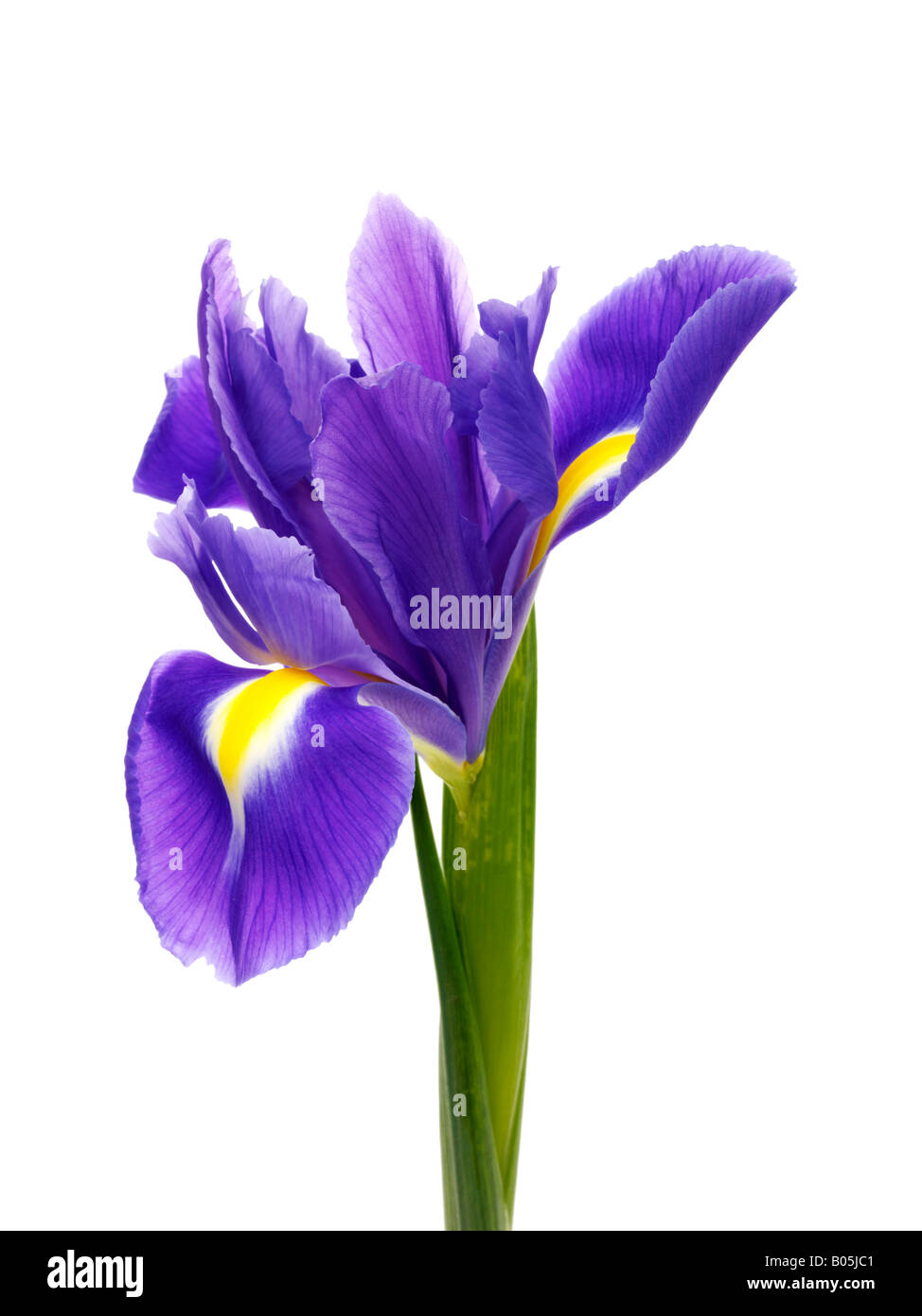 Bunch Or Bouquet Of Blue Iris Flowers Against A White Background With ...