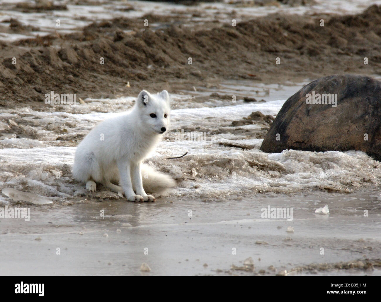 Manitoba Churchill an Arctic Fox on the tundra Stock Photo - Alamy