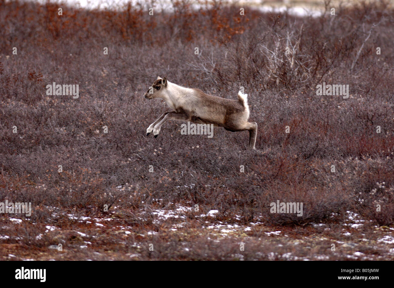 Young caribou hi-res stock photography and images - Alamy