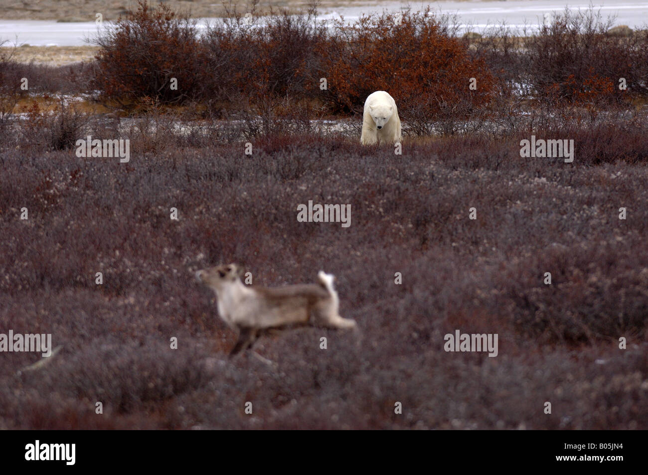 Confront bear hi-res stock photography and images - Alamy
