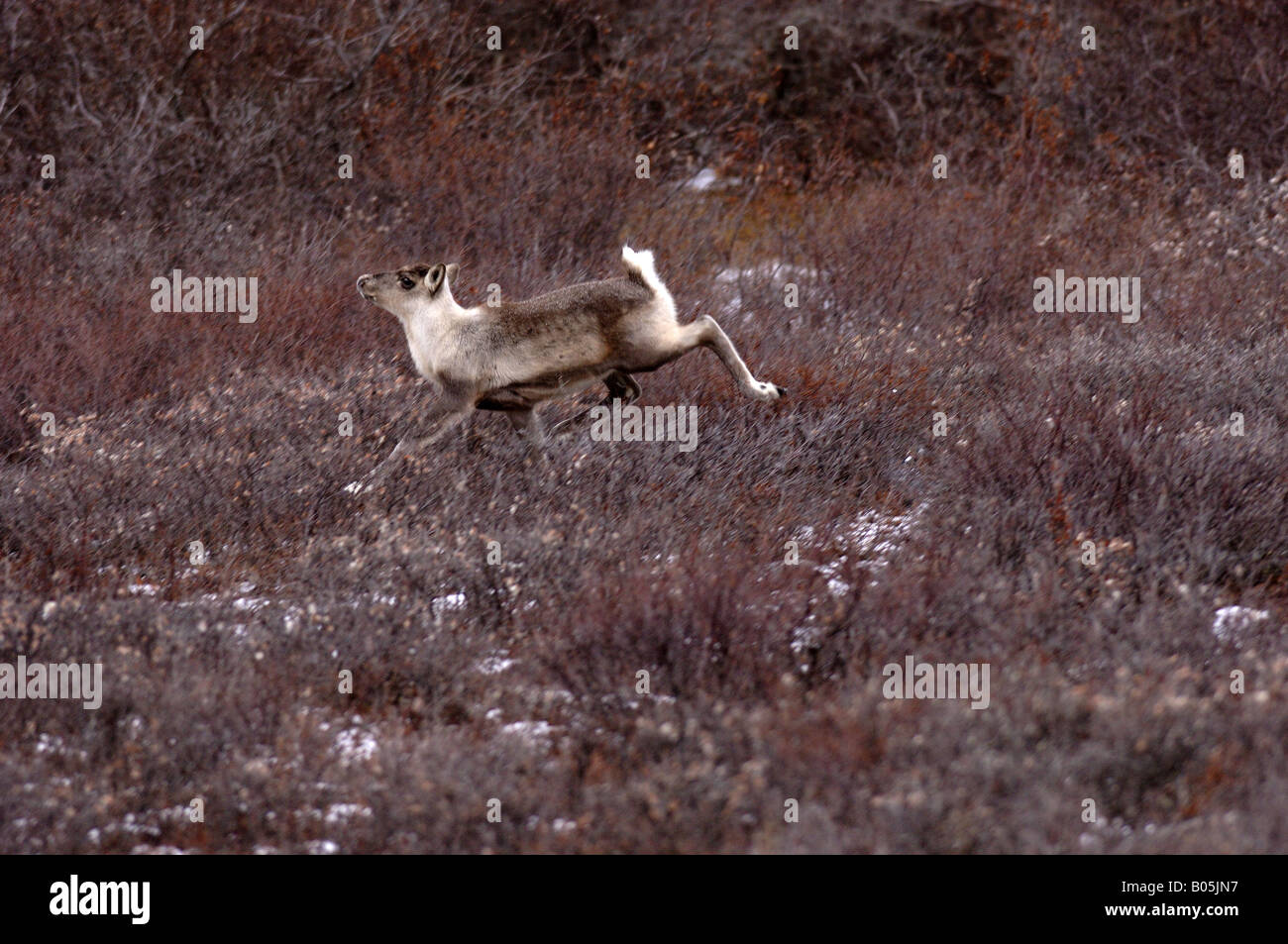 Manitoba churchill a young caribou running over the tundra Stock Photo ...
