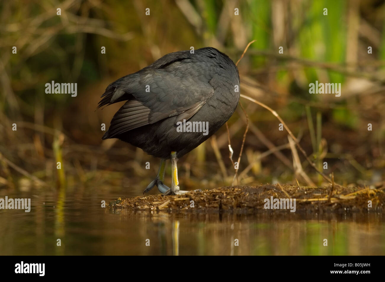 Coot - Fulica atra - preening, standing on a partly submerged bale of ...