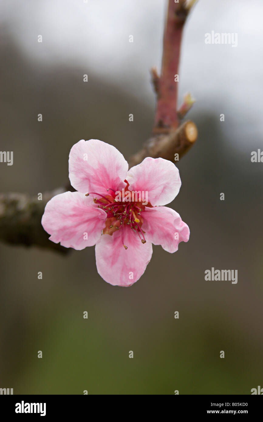 Peach flor hi-res stock photography and images - Alamy
