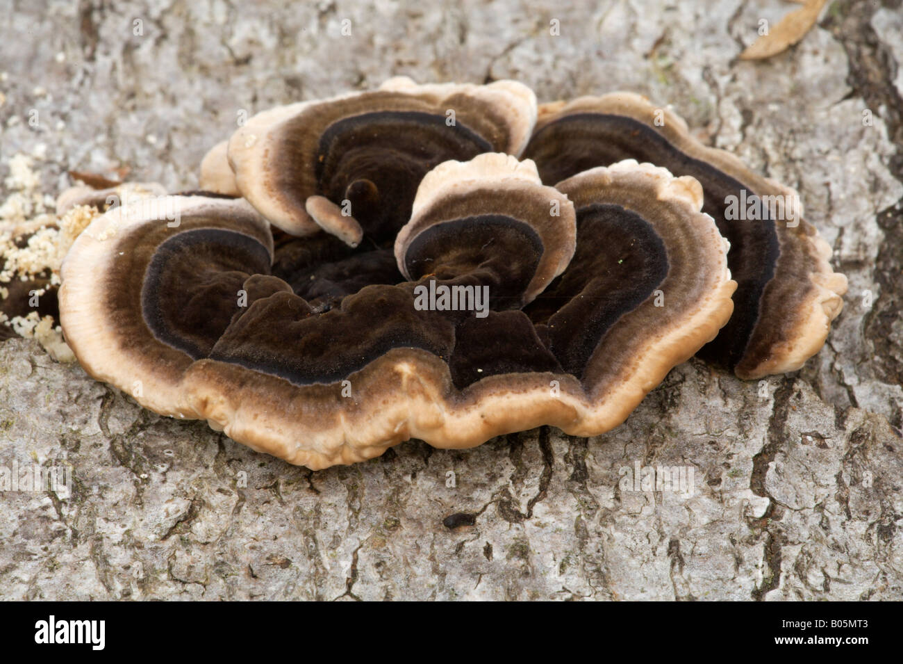Polypore fungi hi-res stock photography and images - Alamy