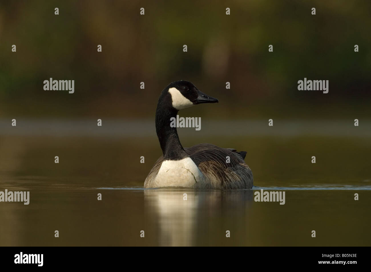 Natural history avifauna hi-res stock photography and images - Alamy