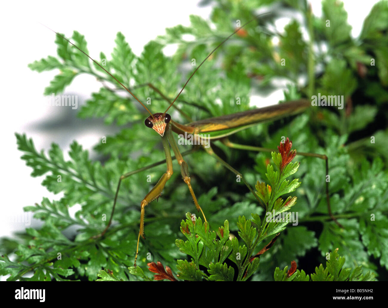 Australian praying mantis hi-res stock photography and images - Alamy