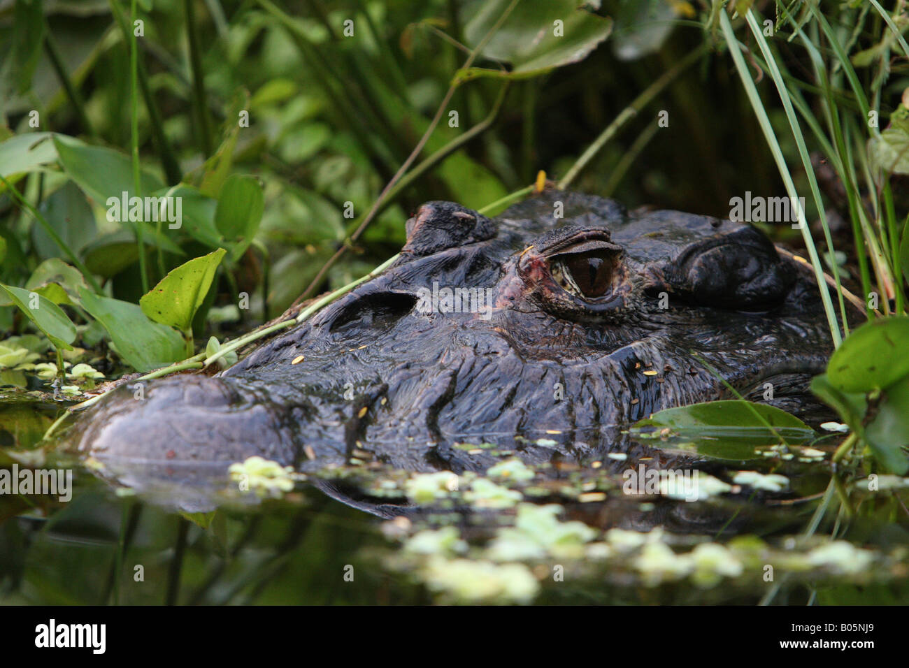 Giant otter alligator hi-res stock photography and images - Alamy