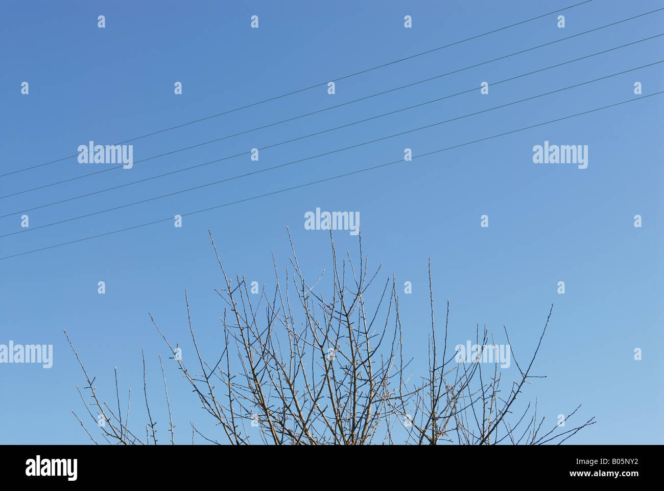 TREE UNDER POWER LINES Stock Photo - Alamy