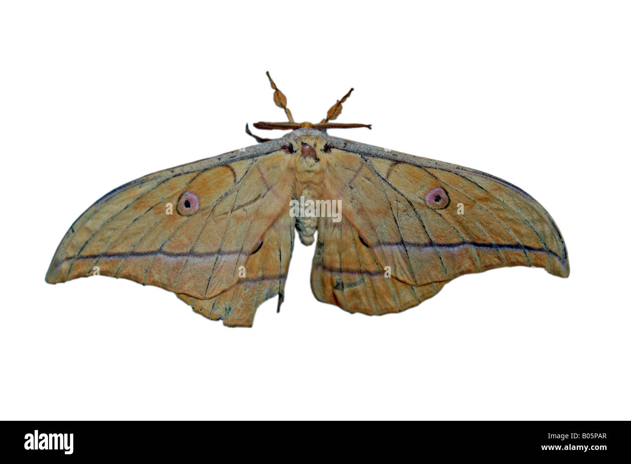 Night butterfly hi-res stock photography and images - Alamy